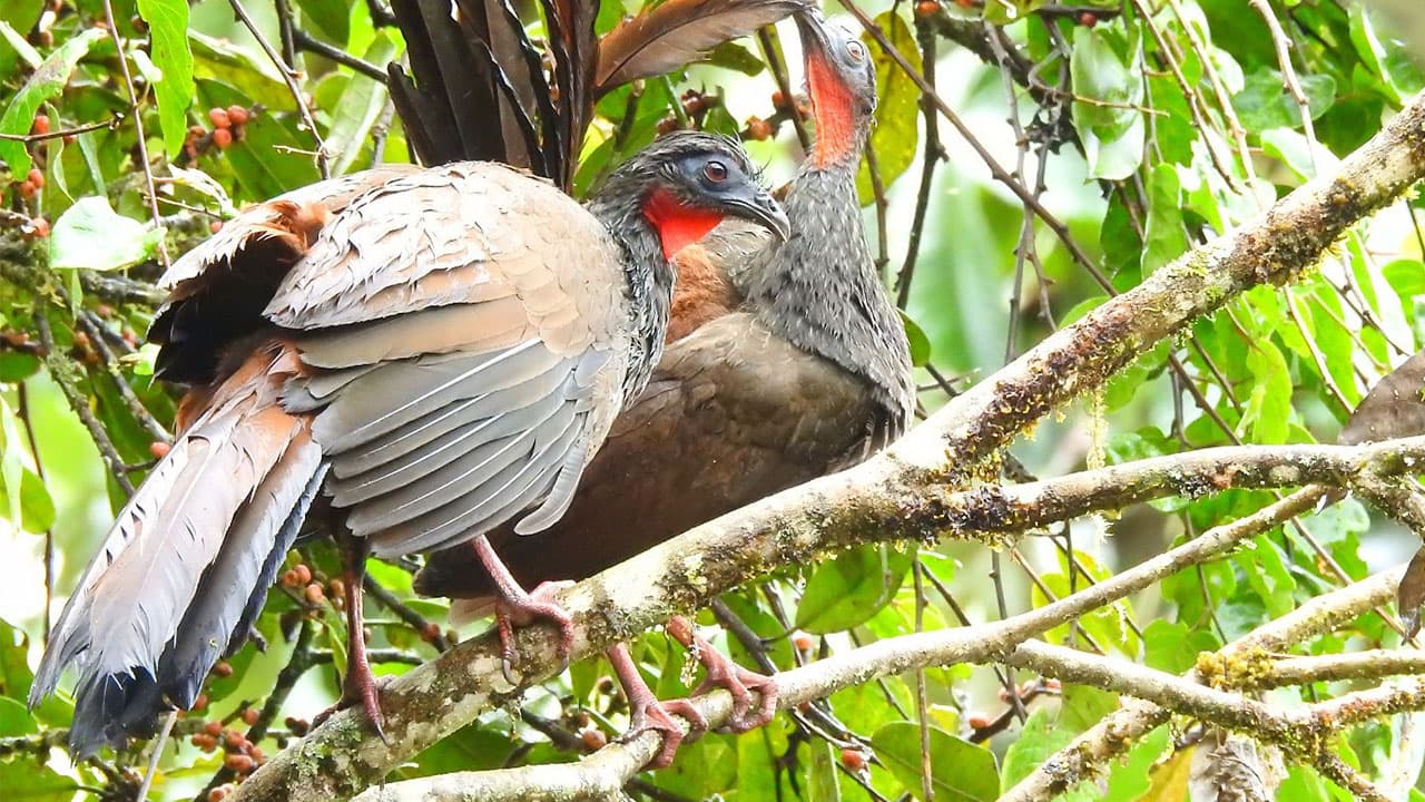 Avistamiento de Aves en Honda, Tolima | Explora la Naturaleza con Loft ...